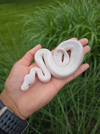 Lesser Piebald (Hypo, OD, YB, Fire, Pastel, Spider) Ball Python by JCC ...