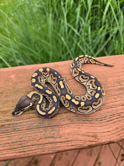 Redstripe Cinnamon Het Clown Ball Python by JCC Reptiles