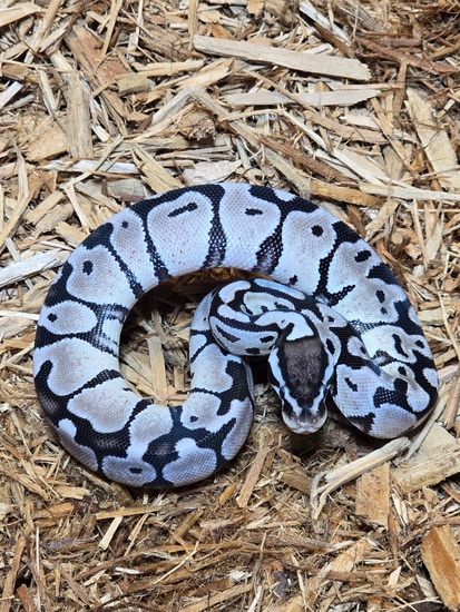 Pastel VPI Axanthic 66% Het Puzzle Ball Python by JCC Reptiles