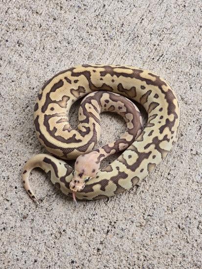Mojave Acid Spotnose Clown Ball Python by JCC Reptiles