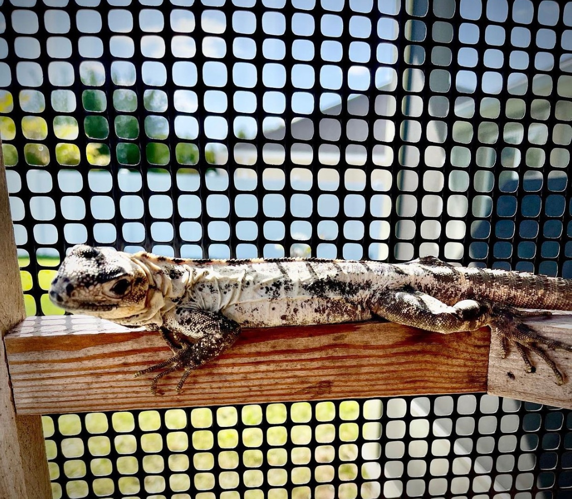 CTenosaura Pectinata Pied Other Lizard by Joseph Castronova - MorphMarket