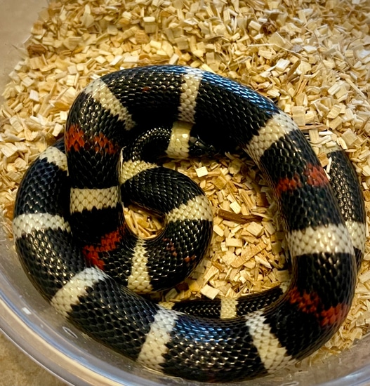 22 Oreo Pueblan Milk Snake by JC Reptiles