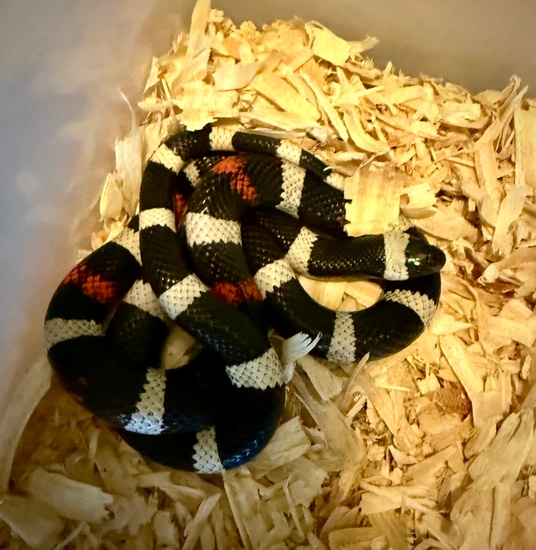 Oreo Pueblan Milksnake Pueblan Milk Snake by JC Reptiles