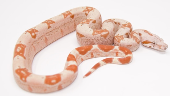 VPI Poss Super Sunglow 66% Het Anery Boa Constrictor by JCA Exotics