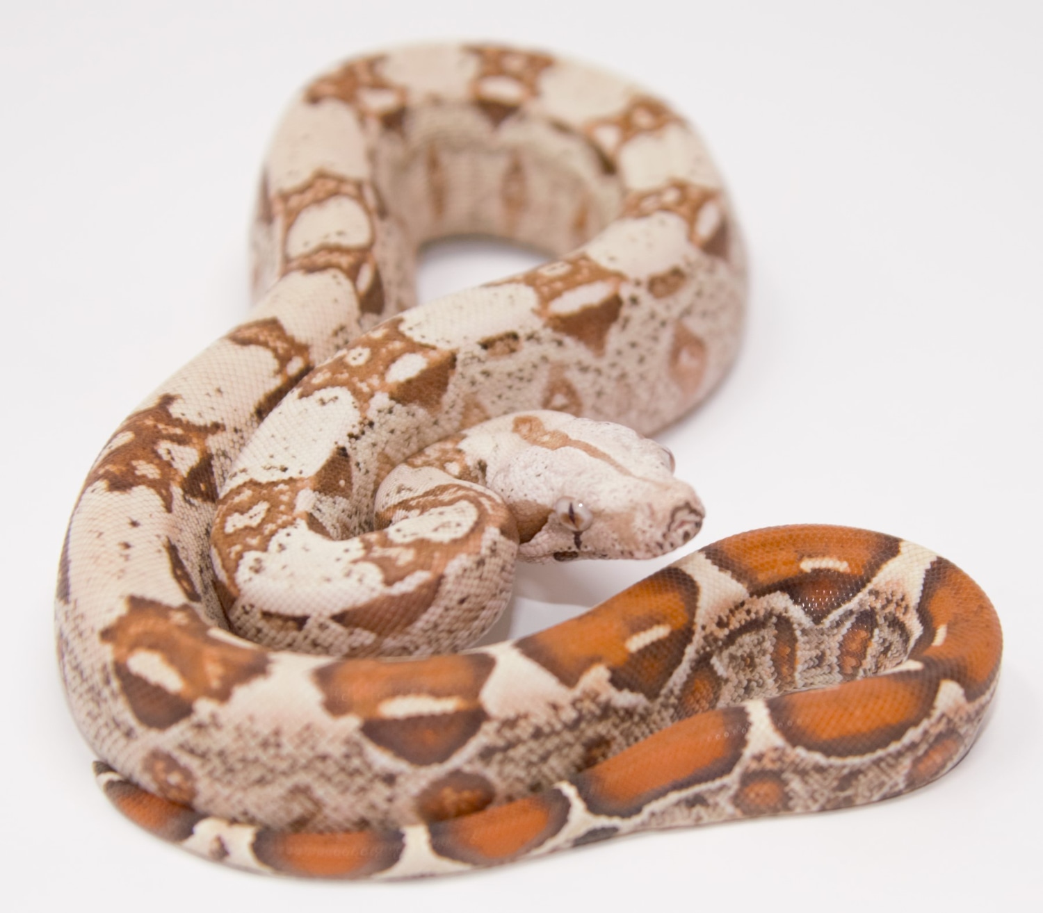 VPI 66% Het Anery Boa Constrictor by JCA Exotics - MorphMarket