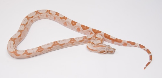 Paraglow Boa Constrictor by JCA Exotics