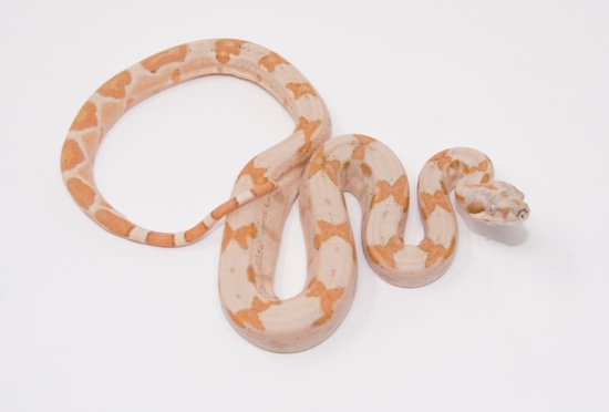 Paraglow Boa Constrictor by JCA Exotics