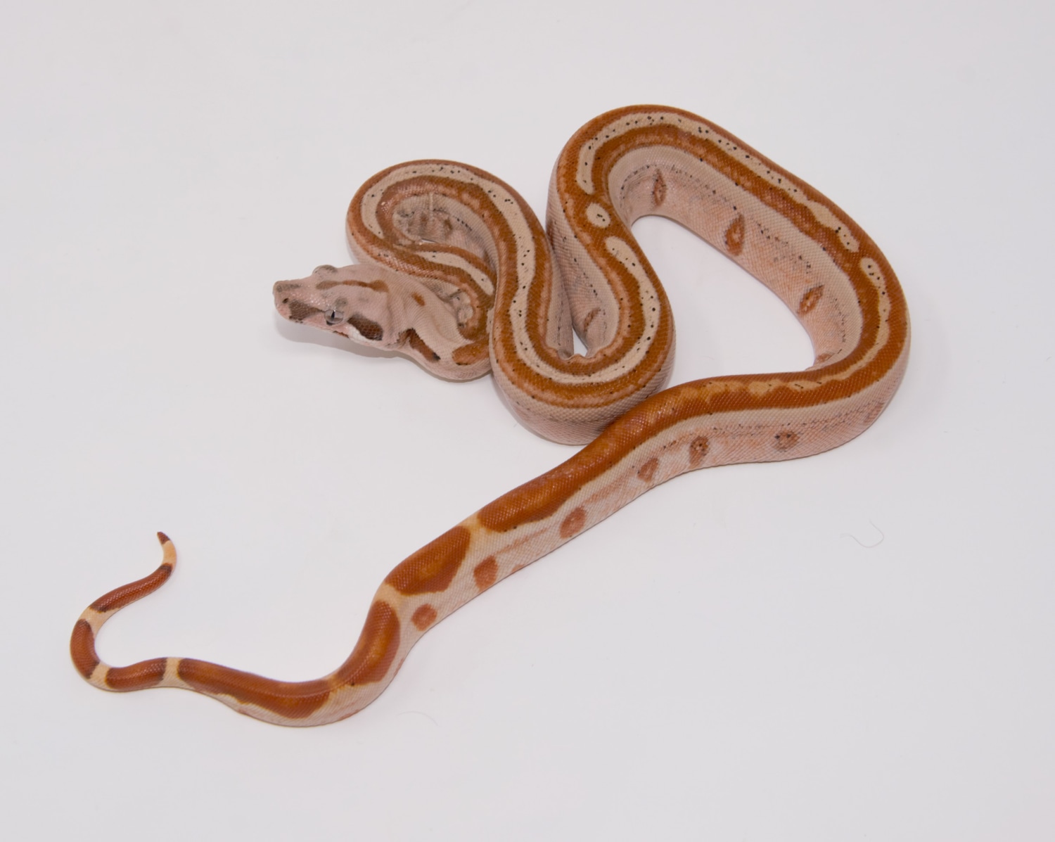 Pastel Dream Hypo Jungle Het Kahl 66% Het Anery Boa Constrictor by JCA ...