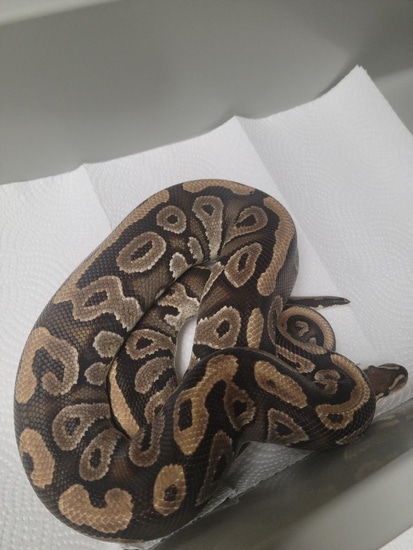 Mystic Ball Python by Cabrera's Morphs
