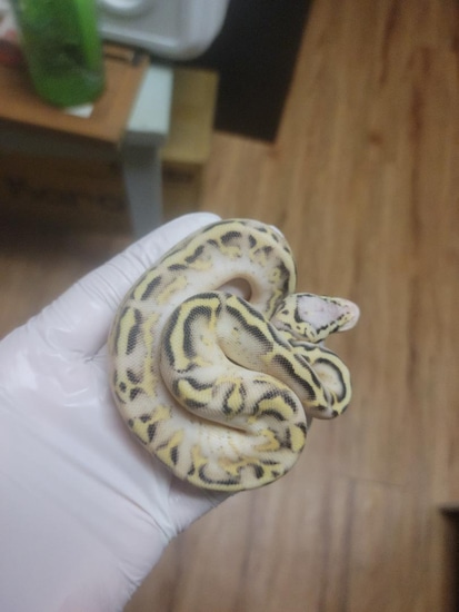 Pastel Freeway Ball Python by Cabrera's Morphs