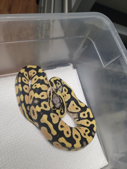 Pastel Desert Ghost Poss Het Cryptic Ball Python by Cabrera's Morphs