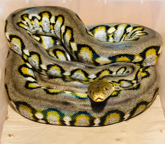 Jaguar Het Albino Free Shipping Reticulated Python by JC Reptiles