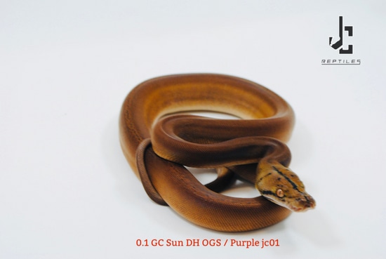 Goldenchild Sunfire 💯 DH Orange Ghost Stripe Het Purple Reticulated ...