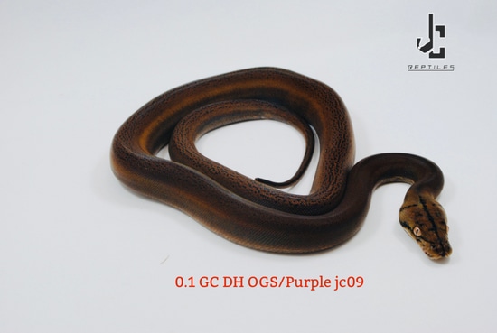 Goldenchild 💯 Dh Orange Ghost Stripe / Purple Reticulated Python by JC ...