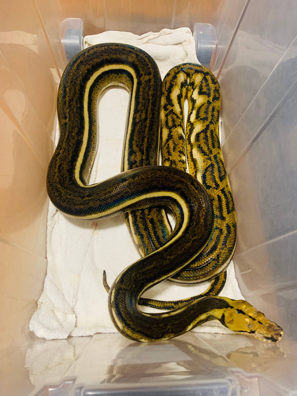 Anthrax Tiger Reticulated Python by JC Reptiles - MorphMarket