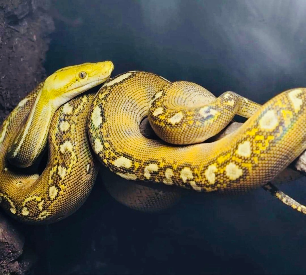 Marble Orange Ghost Stripe “worlds First Reticulated Python by JC ...