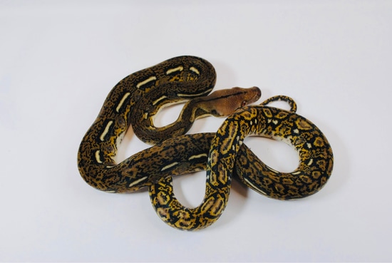 Marble Tiger Het Anthrax Reticulated Python by JC Reptiles