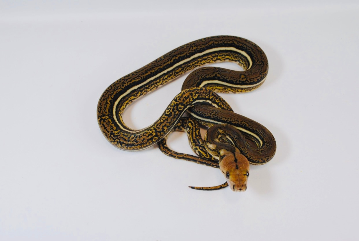 Tiger Anthrax Reticulated Python by JC Reptiles - MorphMarket