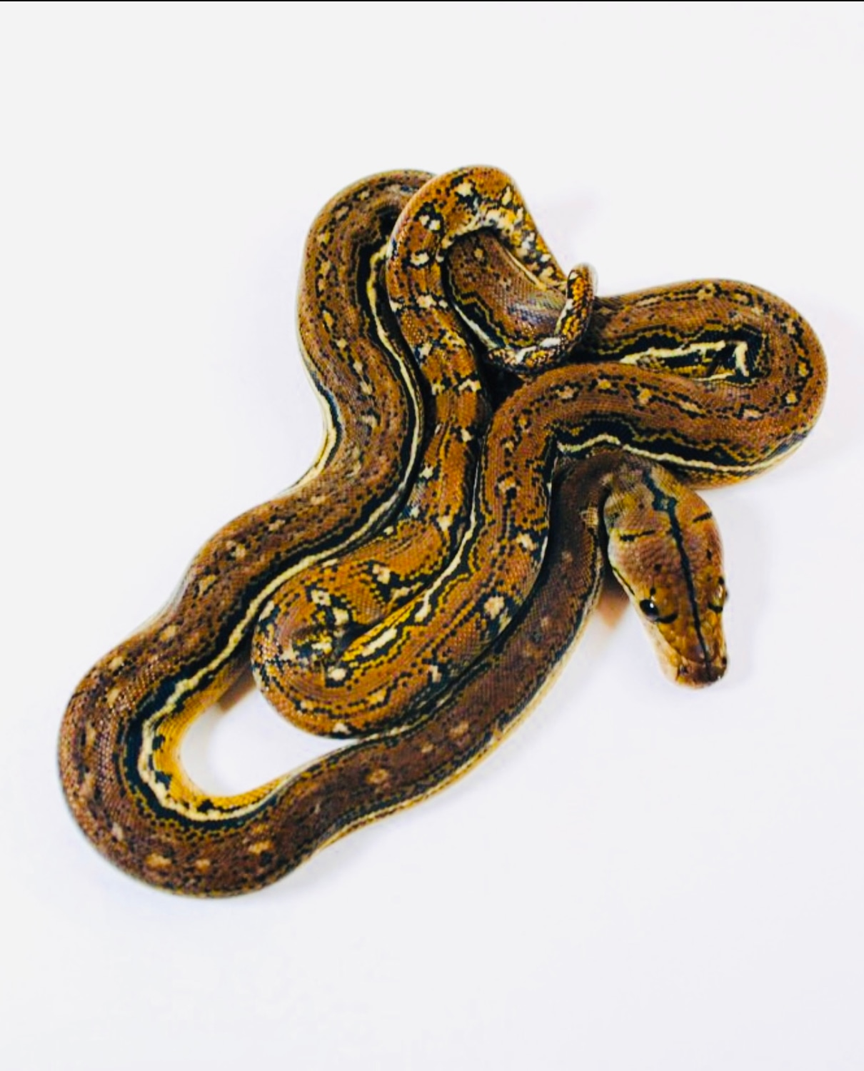 Anthrax Reticulated Python by JC Reptiles - MorphMarket