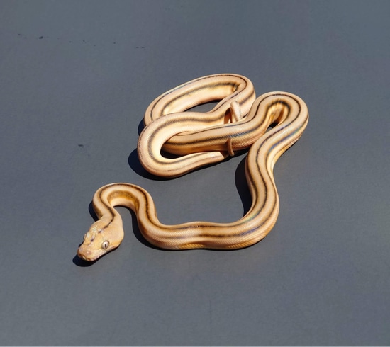 Motley Sunfire Velvet Reticulated Python by JC Reptiles