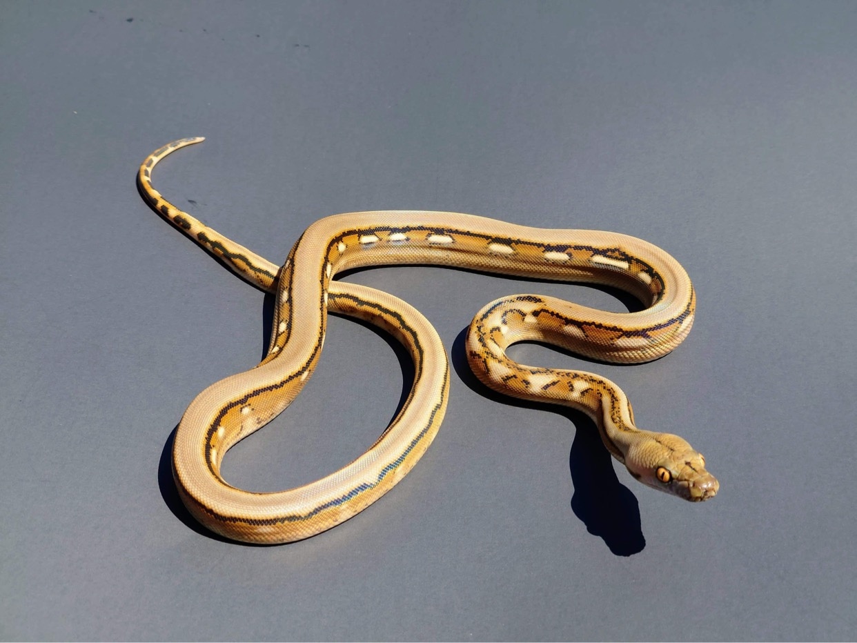 Motley Genetic Stripe Reticulated Python by JC Reptiles - MorphMarket
