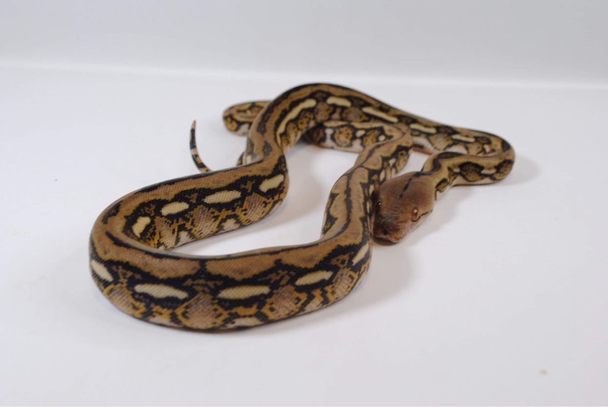 Pair Anthrax X Tiger Het Anthrax Reticulated Python by JC Reptiles - MorphMarket