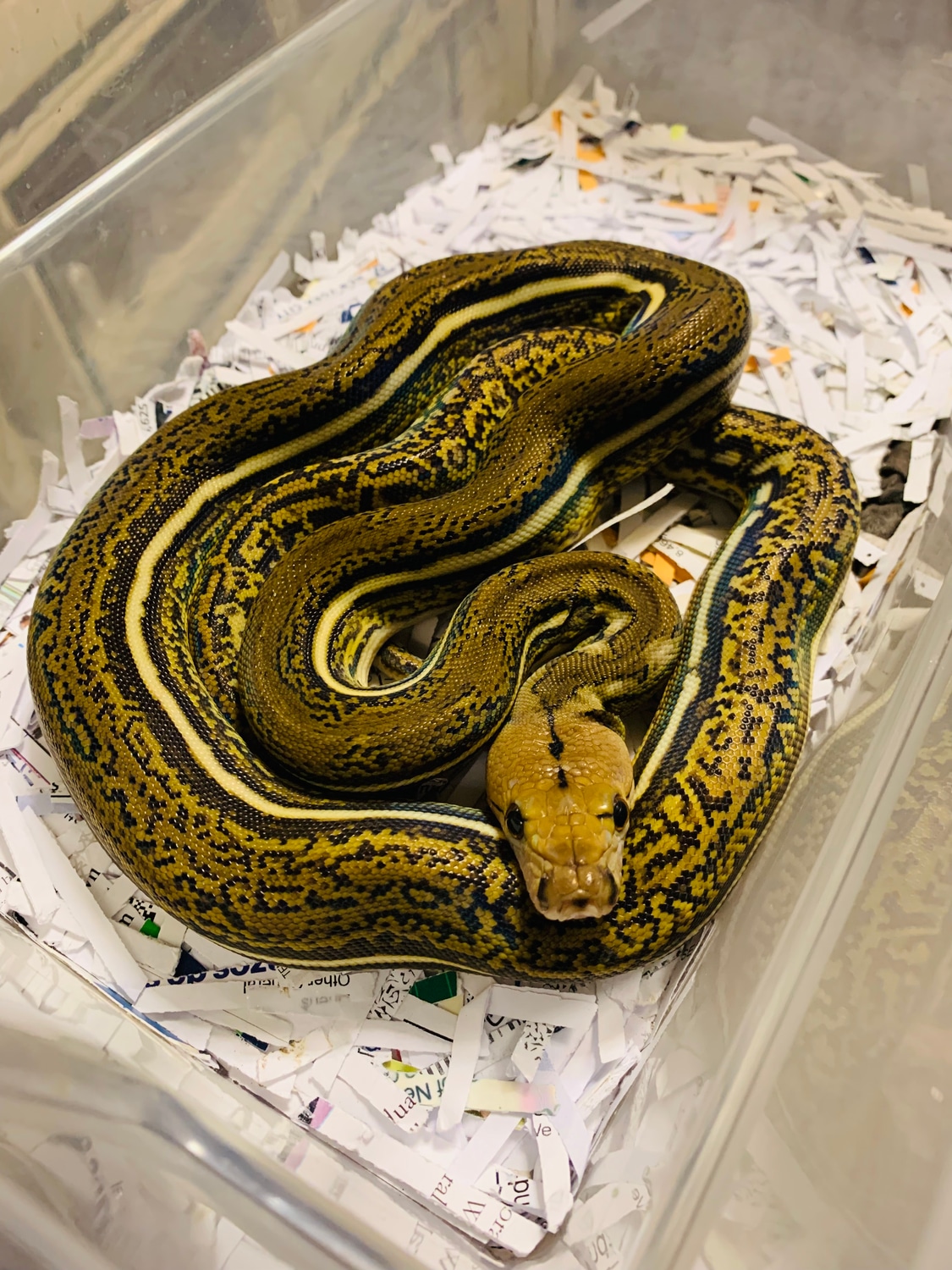 Tiger Anthrax Reticulated Python by JC Reptiles - MorphMarket