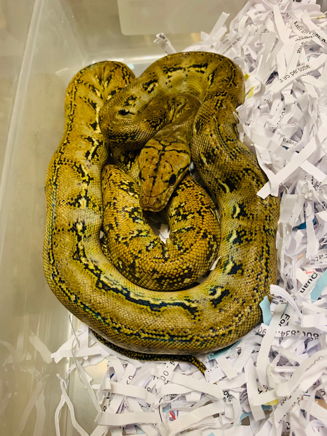 Marble Anthrax Reticulated Python by JC Reptiles - MorphMarket
