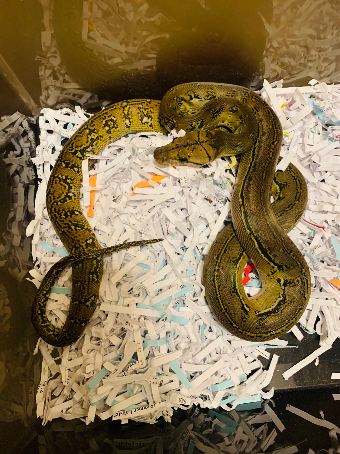 Anthrax Reticulated Python by JC Reptiles - MorphMarket