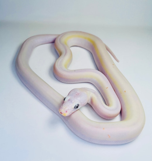 Black Friday - Cyber Monday Sunfire Tiger Cow Poss Reticulated Python ...