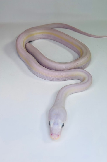 Sunfire Cow Poss Supersun / Tiger/ Tiger Sun / Supersun Tiger ...