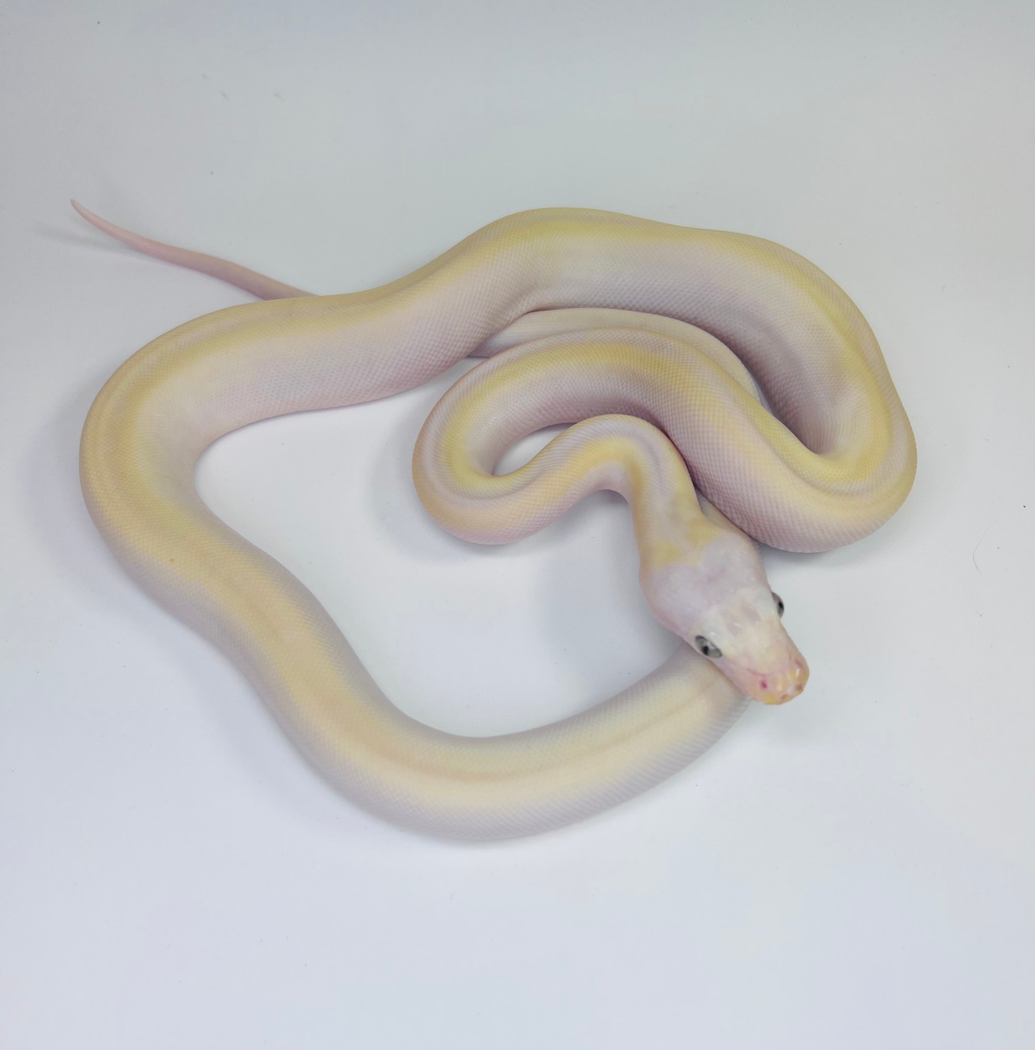 Cow Poss Tiger Reticulated Python by JC Reptiles - MorphMarket