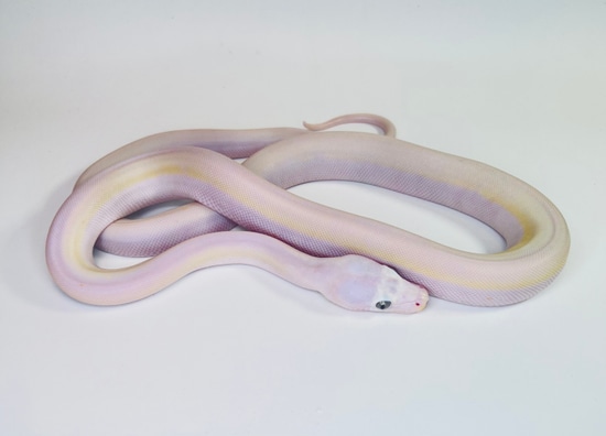 Sunfire Cow Poss Supersun / Tiger/ Tiger Sun / Supersun Tiger ...