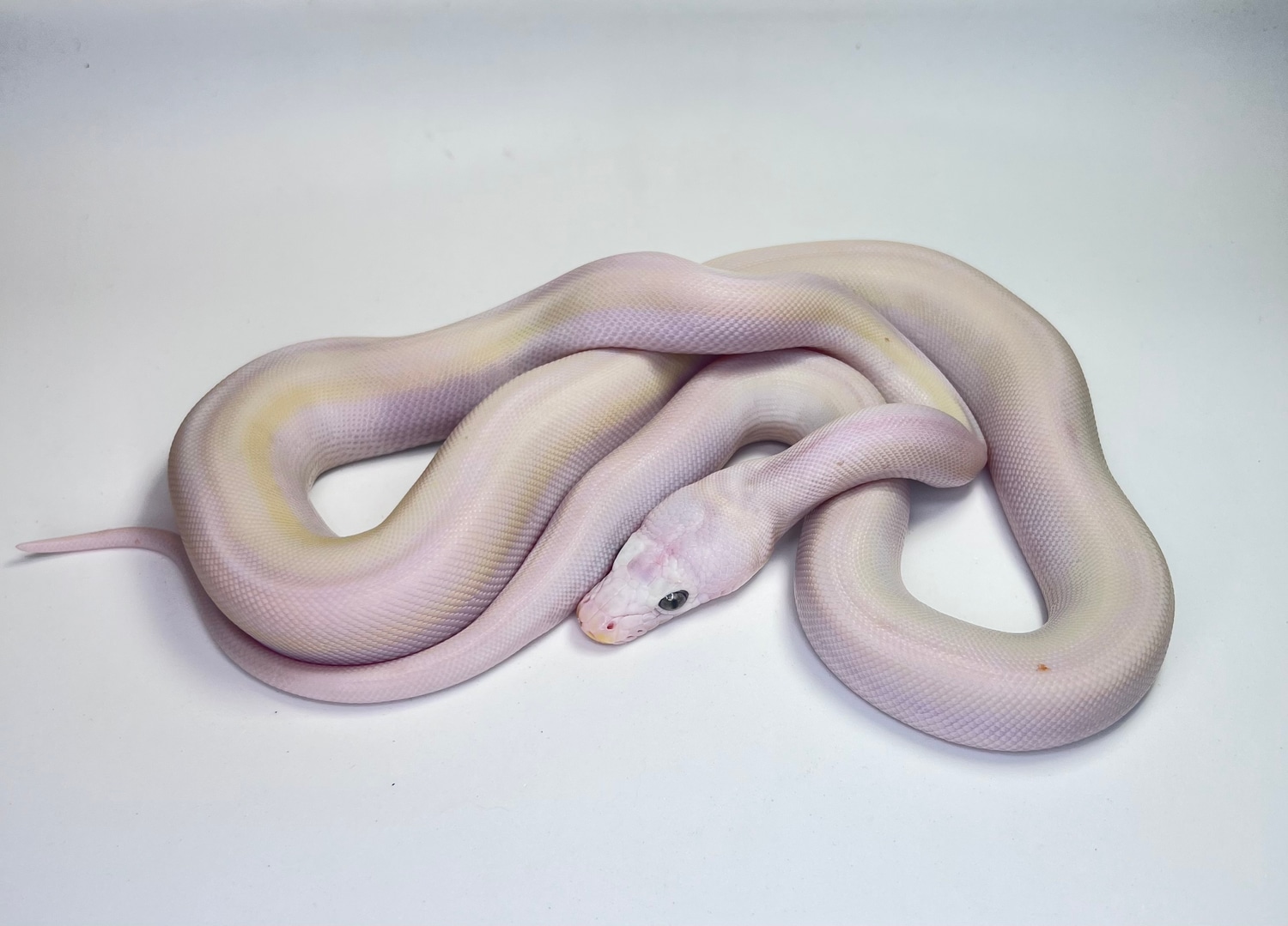 Sunfire Cow Poss Supersun / Tiger/ Tiger Sun / Supersun Tiger ...