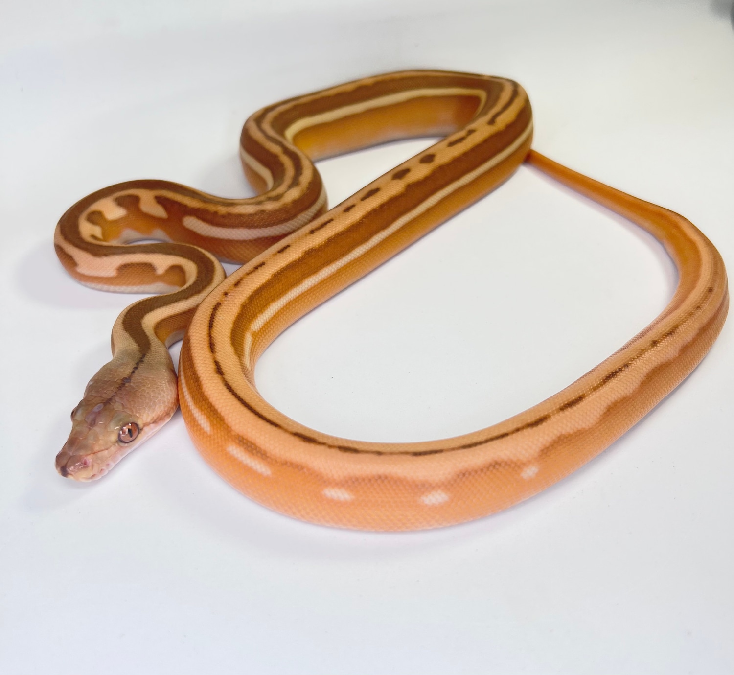 Tiger Sunfire Orange Ghost Stripe Reticulated Python by JC Reptiles ...