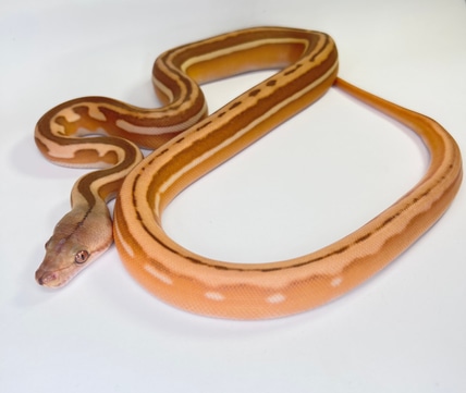 JC Reptiles - MorphMarket