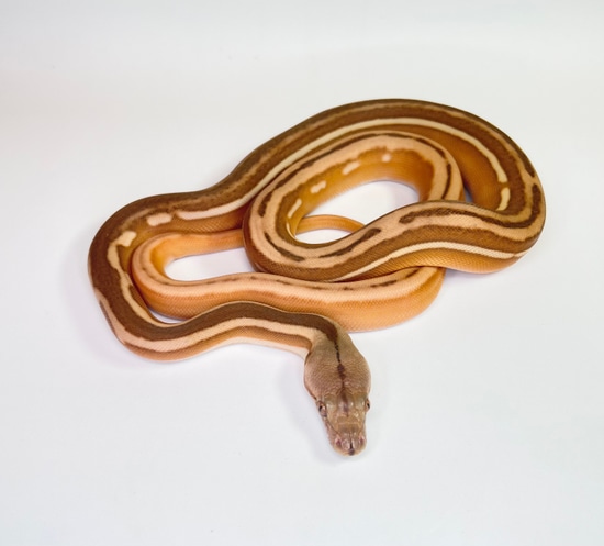 Tiger Sunfire Orange Ghost Stripe Reticulated Python by JC Reptiles