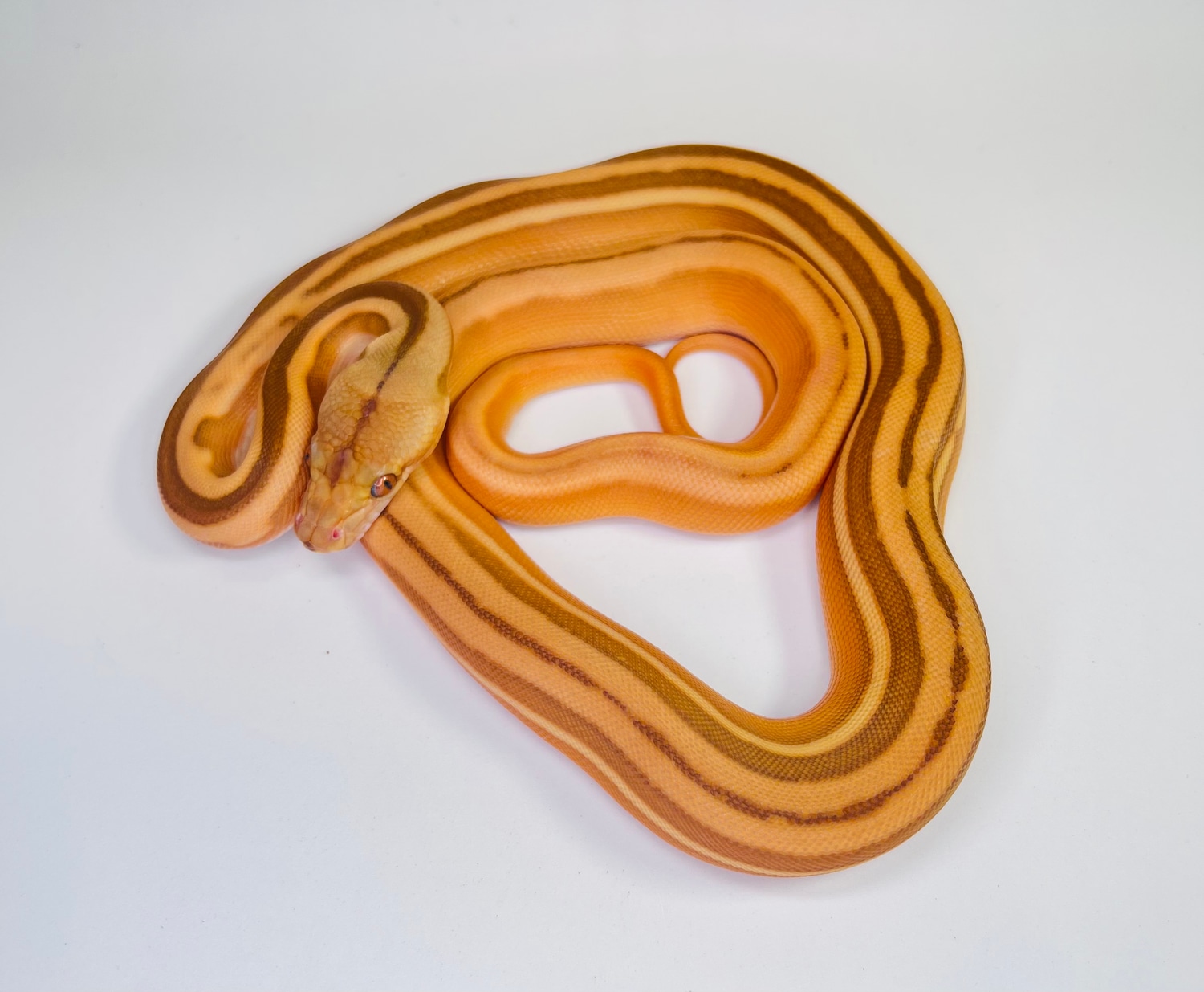 Sunfire Tiger Orange Ghost Stripe Possible Super Sunfire Tiger ...