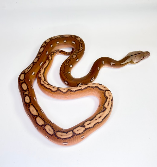Orange Ghost Stripe Reticulated Python by JC Reptiles