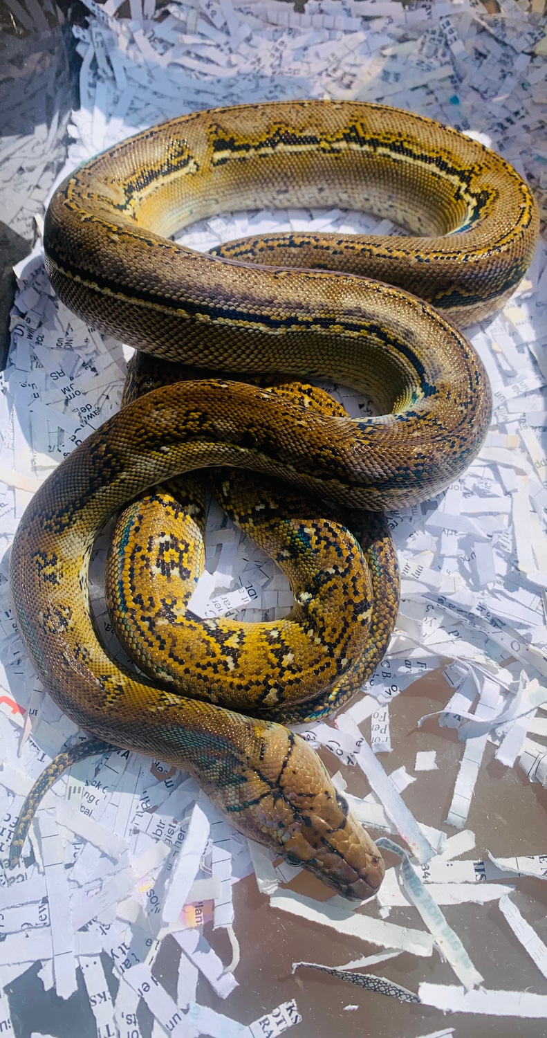 Anthrax Reticulated Python by JC Reptiles - MorphMarket