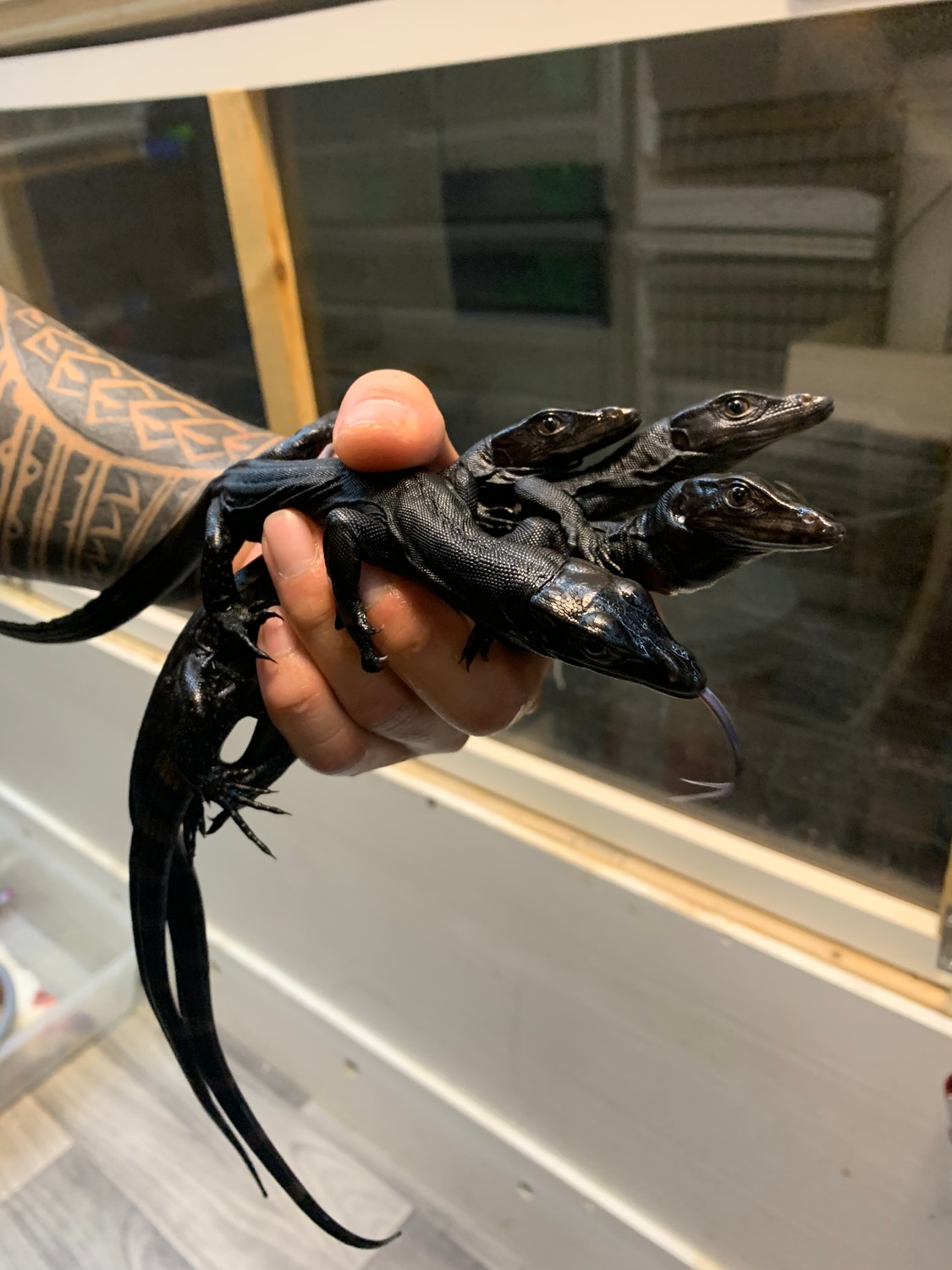 CBB Black Dragons FREESHIPPING Water Monitor by JC Reptiles - MorphMarket