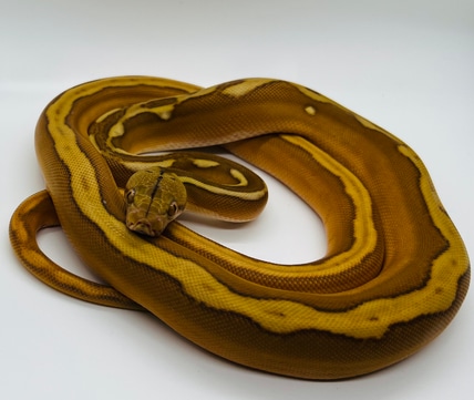 JC Reptiles - MorphMarket