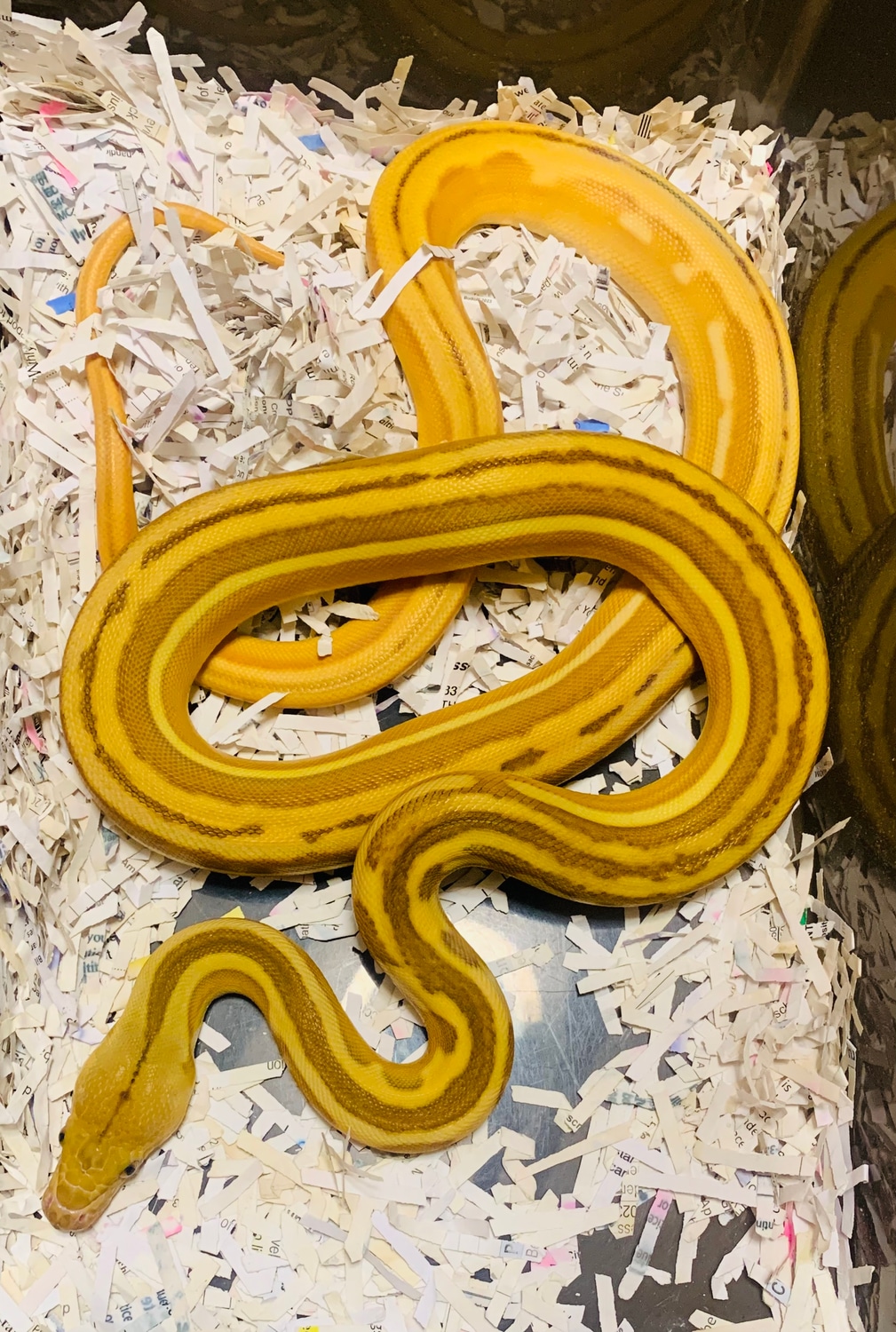 Sun Tiger Orange Ghost Stripe Reticulated Python by JC Reptiles ...