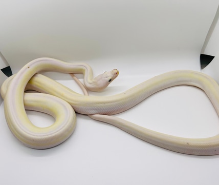 JC Reptiles - MorphMarket