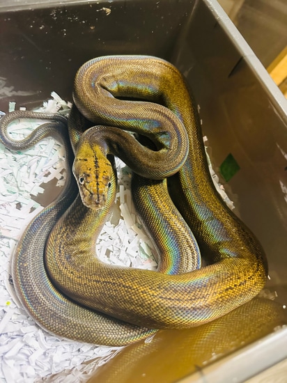 Golden Child Double Het OGS/Albino Reticulated Python by JC Reptiles