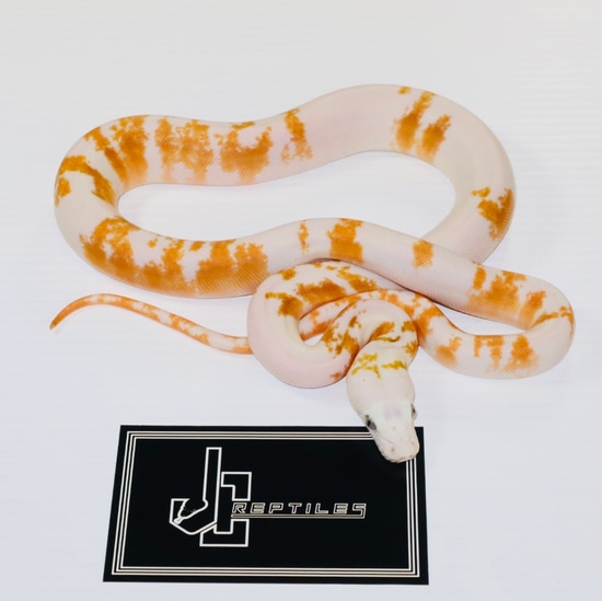 Paradox Golden Child Cow Poss Sunfire Reticulated Python by JC Reptiles