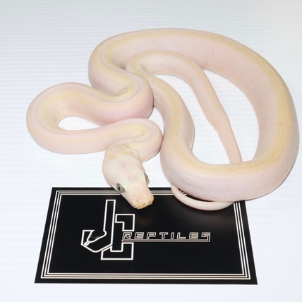 JC Reptiles - MorphMarket