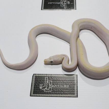 JC Reptiles - MorphMarket