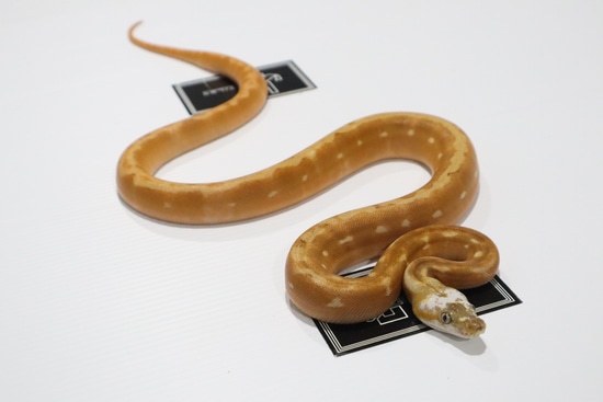 Ogs Sunfire Paradox Reticulated Python By Jc Reptiles