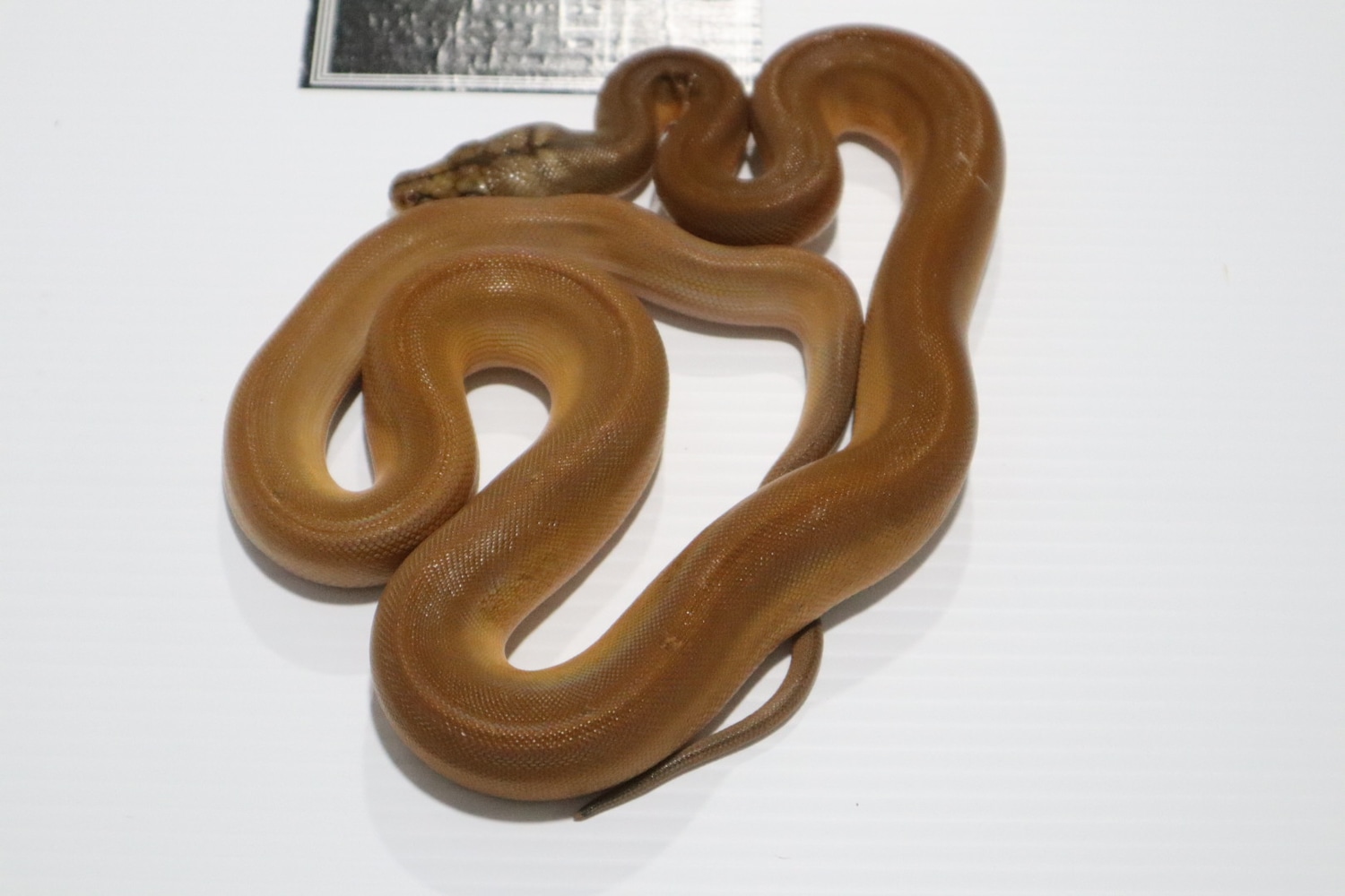 Orange Ghost Stripe Sunfire Golden Child Reticulated Python by JC ...
